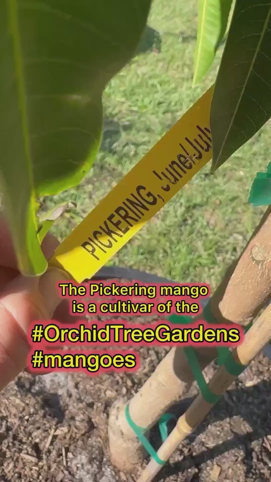 Grafted Pickering 15 gallon Mango Tree!!! - Live Plant Same Day Shippi ...